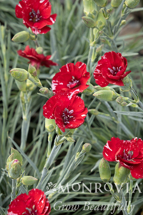 American Pie Cherry Pie Dianthus - Monrovia – Pike Nursery