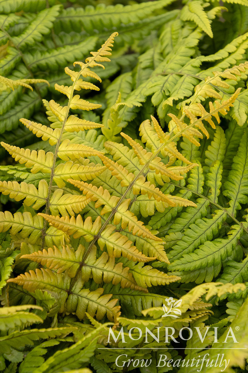 Jurassic Gold Wood Fern - Monrovia – Pike Nursery