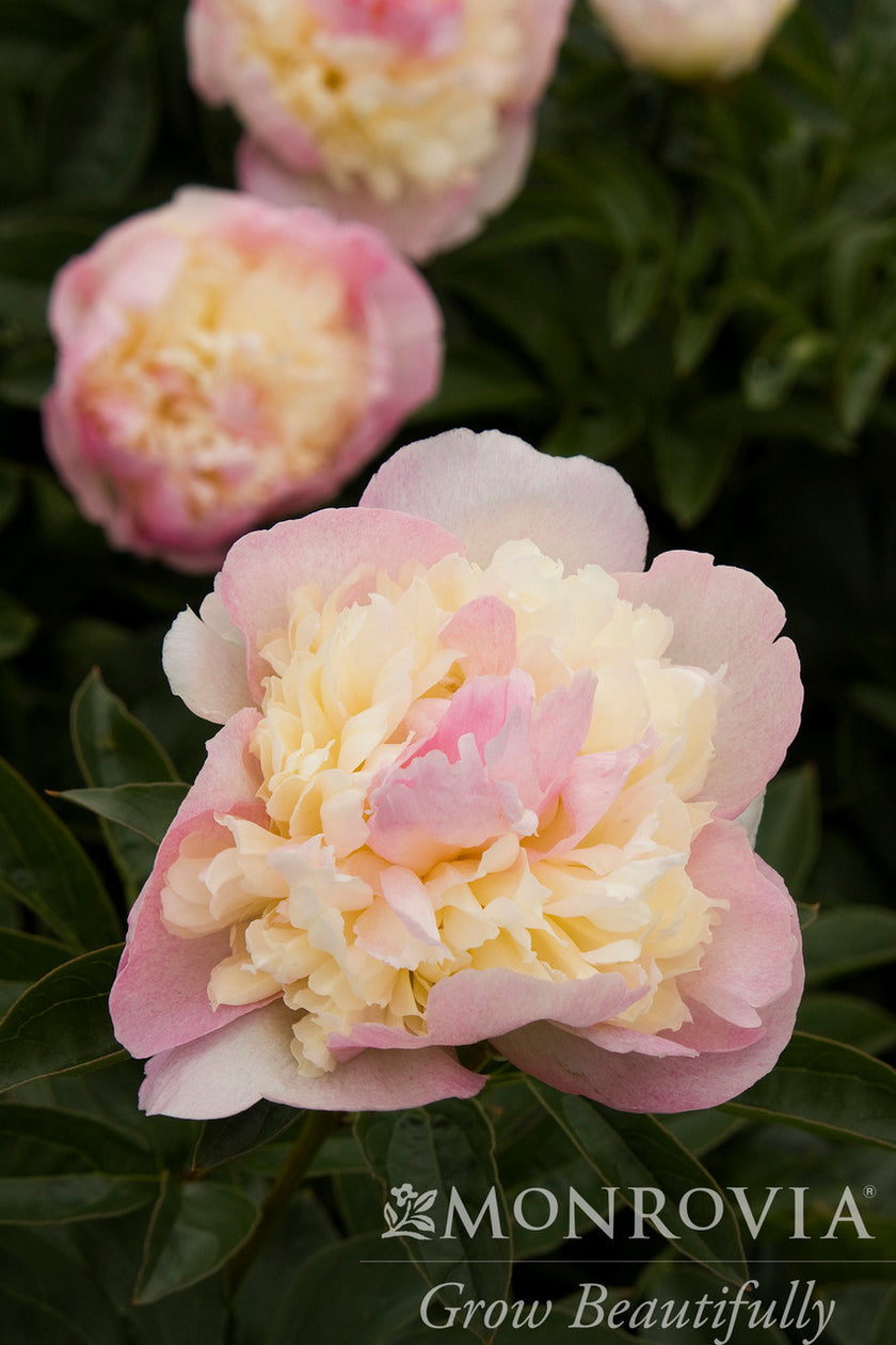 Raspberry Sundae Peony - Monrovia – Pike Nursery