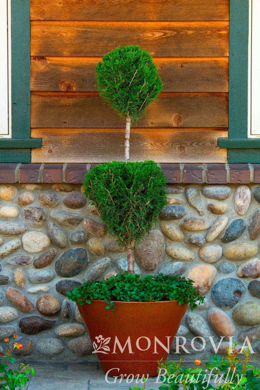 Spartan Juniper - Monrovia – Pike Nursery