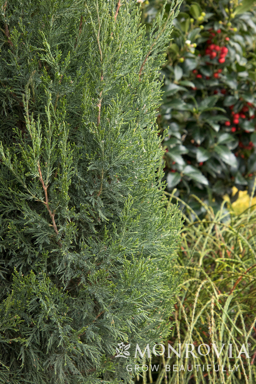 Spartan Juniper - Monrovia – Pike Nursery