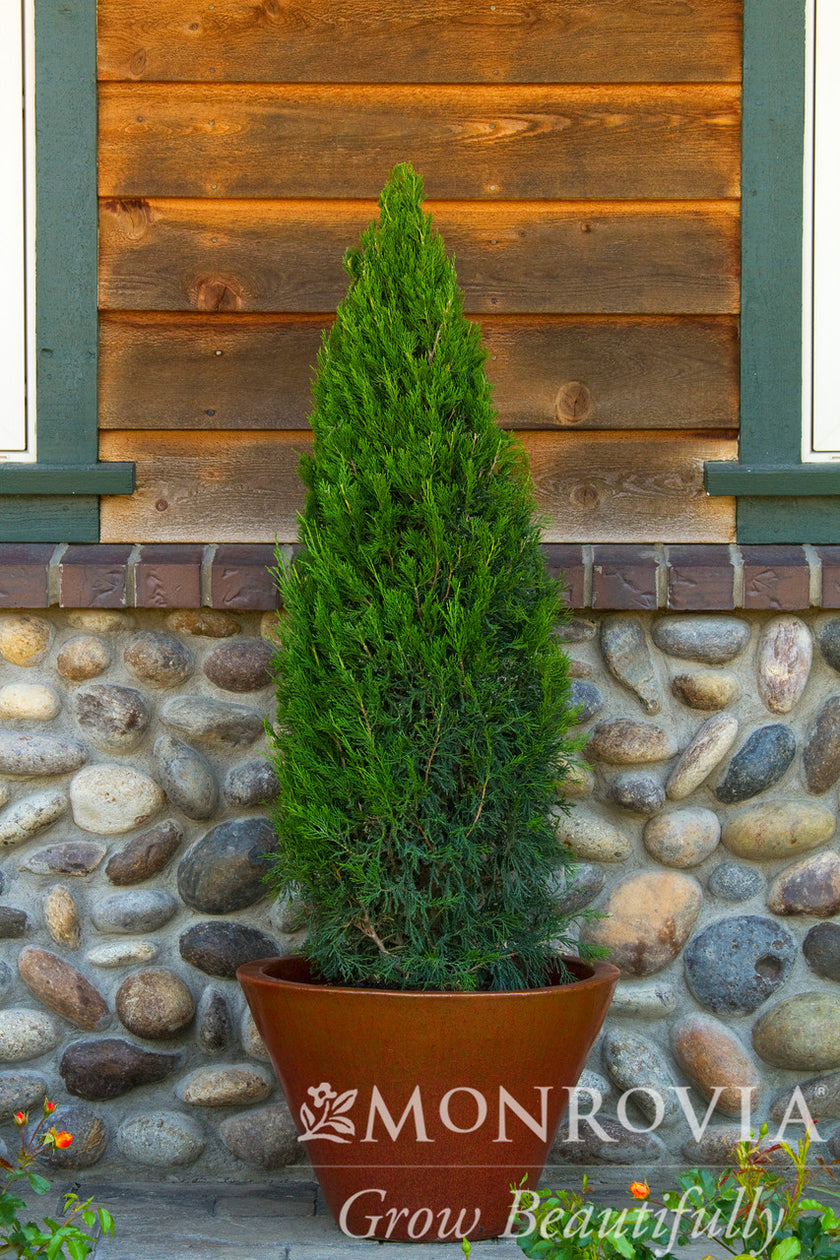 Spartan Juniper - Monrovia – Pike Nursery