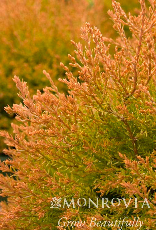 Fire Chief Globe Arborvitae - Monrovia – Pike Nursery