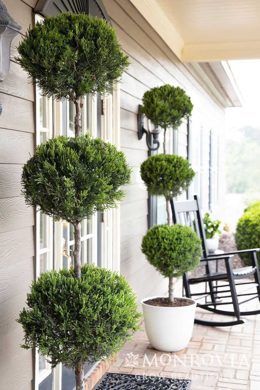 Green Columnar Juniper - Monrovia – Pike Nursery