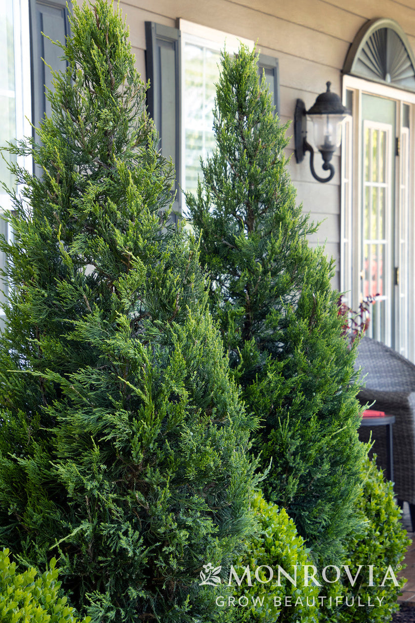 Green Columnar Juniper - Monrovia – Pike Nursery