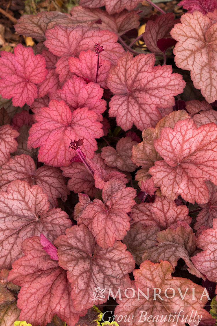 Georgia Peach Heuchera - Monrovia – Pike Nursery
