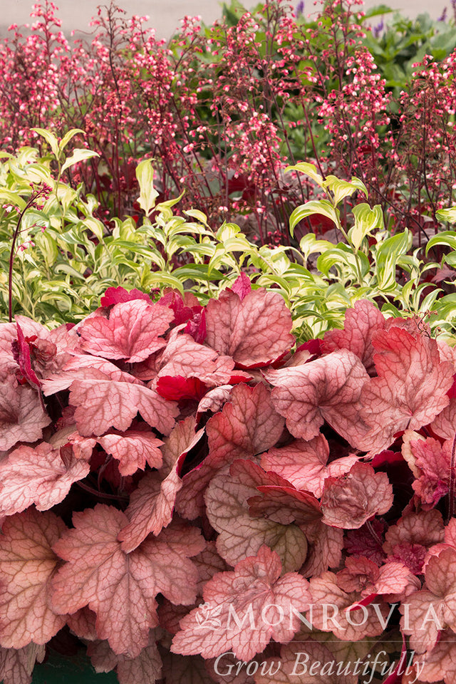 Georgia Peach Heuchera - Monrovia – Pike Nursery