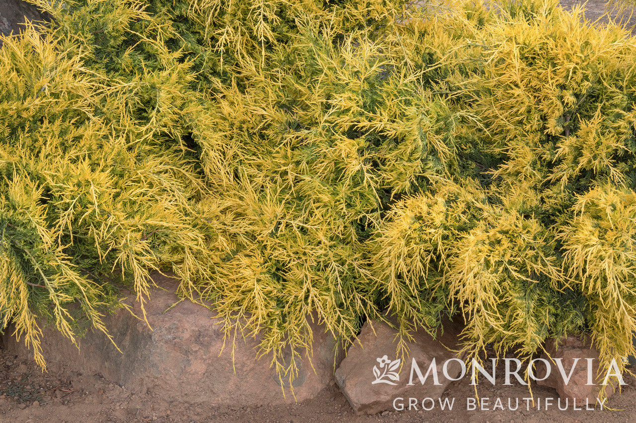 Sea of Gold® Juniper - Monrovia – Pike Nursery