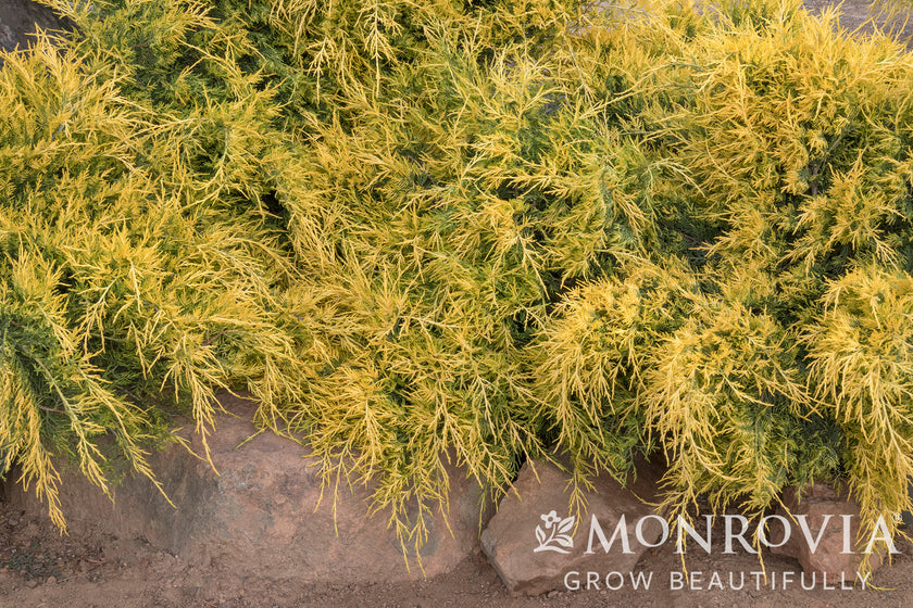 Sea of Gold® Juniper - Monrovia – Pike Nursery
