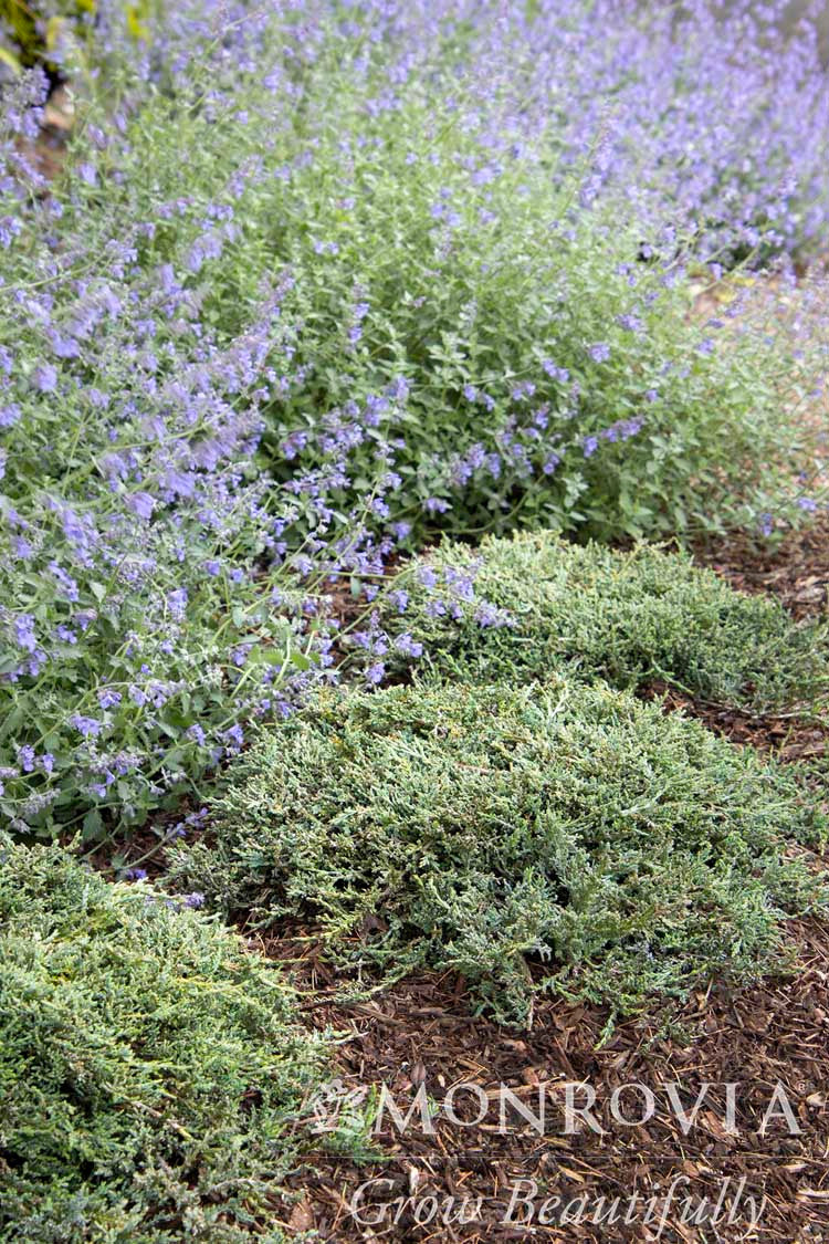 Icee Blue® Juniper - Monrovia – Pike Nursery