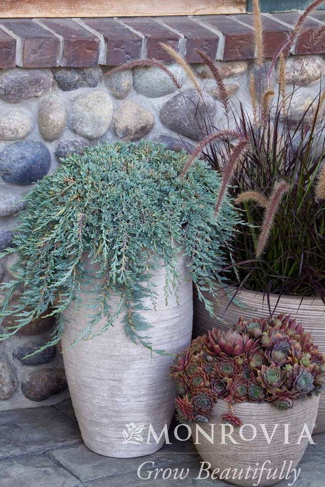 Icee Blue® Juniper - Monrovia – Pike Nursery