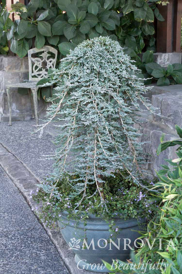 Icee Blue® Juniper - Monrovia – Pike Nursery