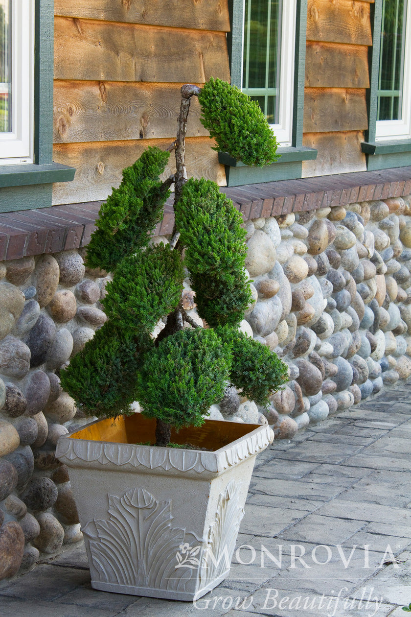 Dwarf Japanese Garden Juniper - Monrovia – Pike Nursery
