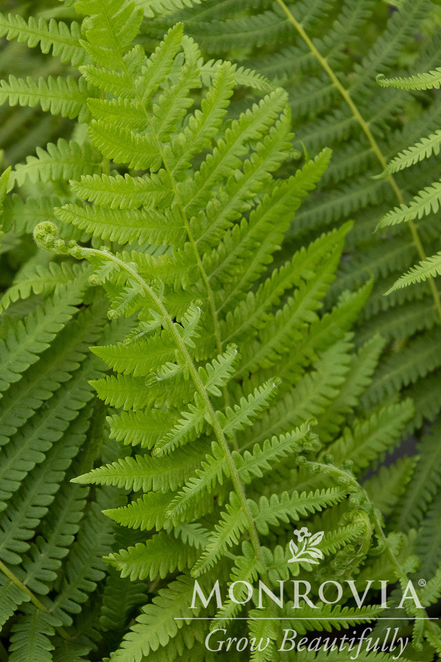 Southern Wood Fern - Monrovia – Pike Nursery