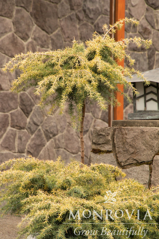 Feelin' Sunny® Deodar Cedar - Monrovia – Pike Nursery