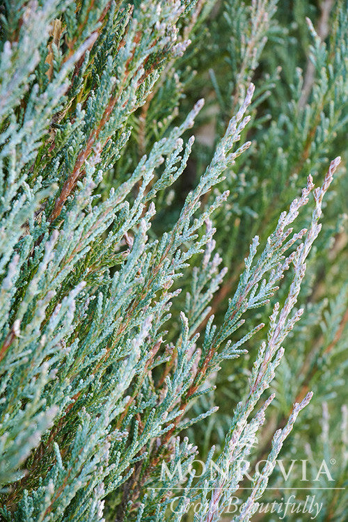 Blue Arrow Juniper - Monrovia – Pike Nursery
