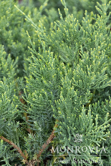 conifers – Page 2 – Pike Nursery