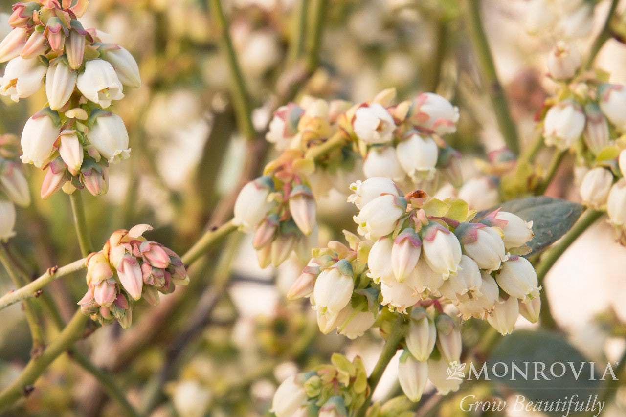 Bountiful Blue® Blueberry - Monrovia – Pike Nursery