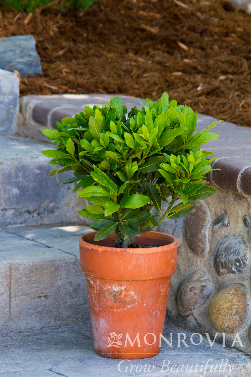 Sweet Bay - Monrovia – Pike Nursery