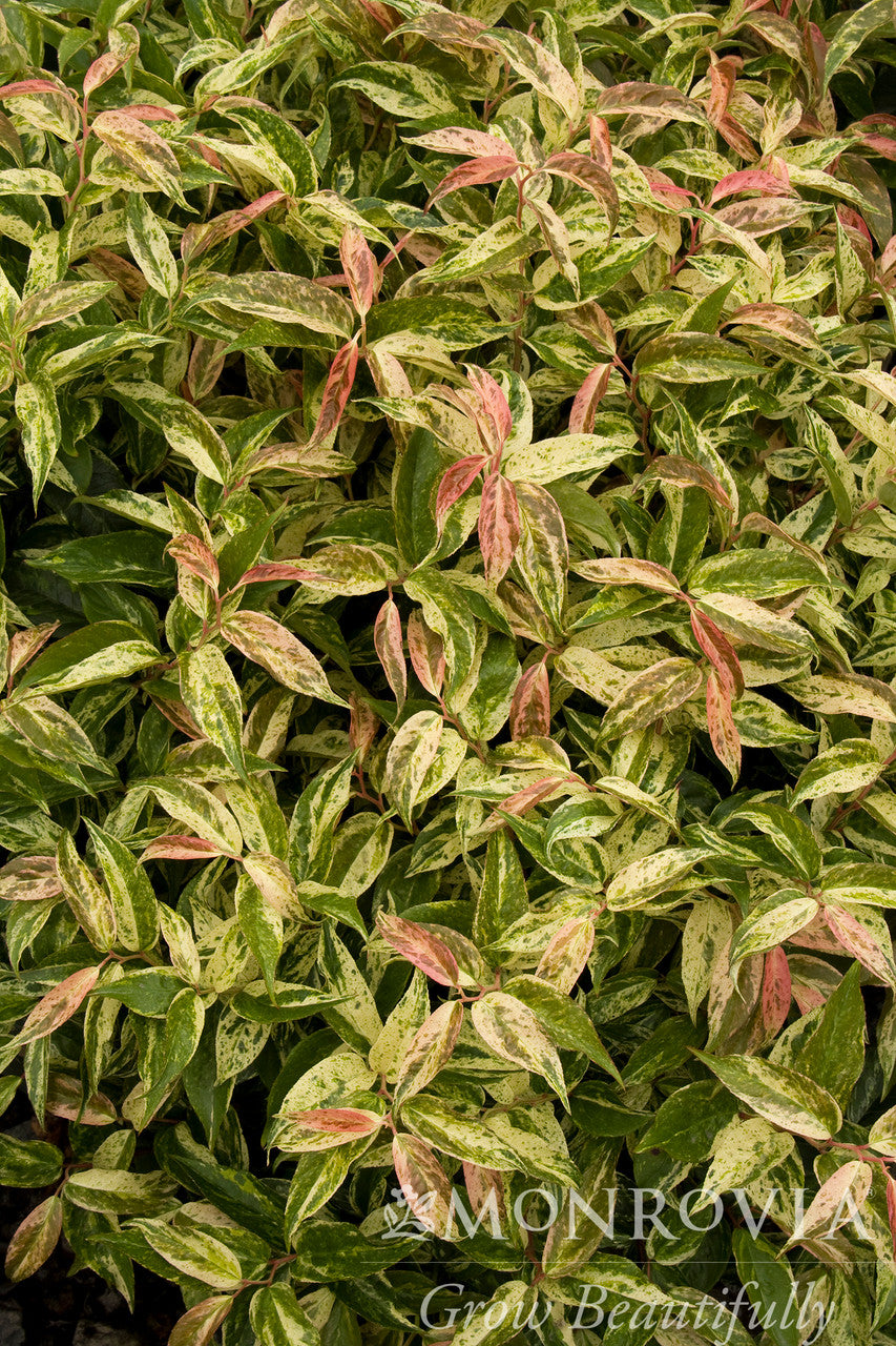 Rainbow Drooping Leucothoe - Monrovia – Pike Nursery