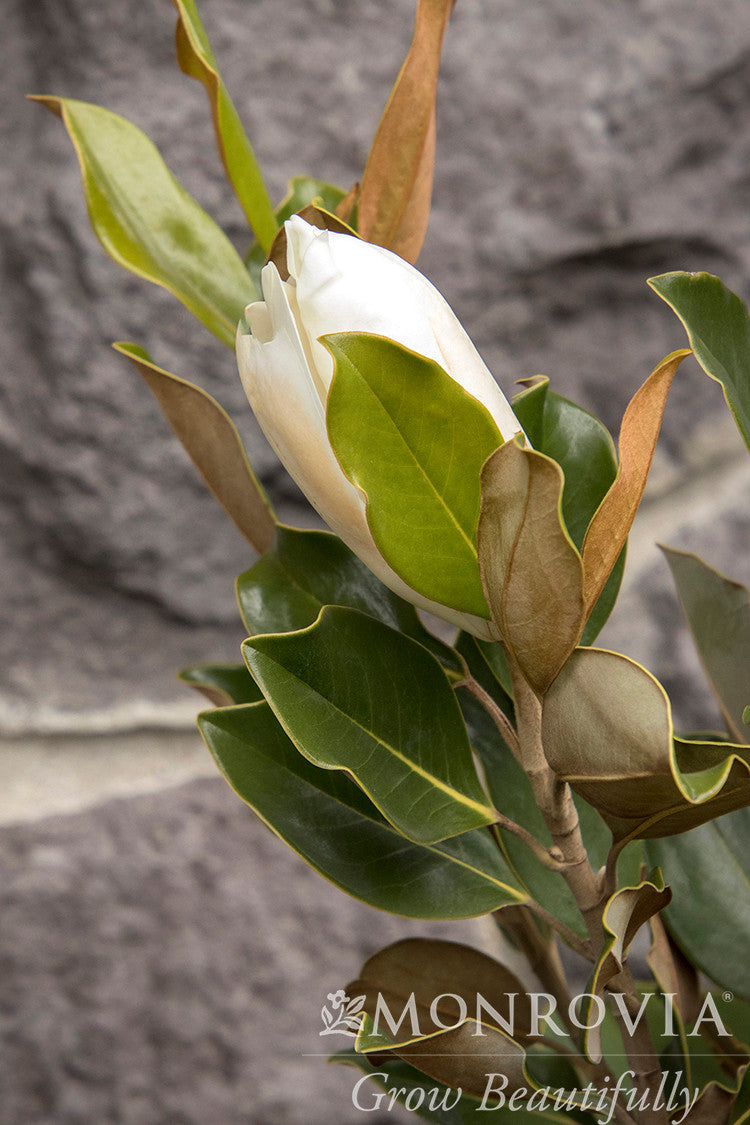 Little Gem Dwarf Southern Magnolia - Monrovia – Pike Nursery