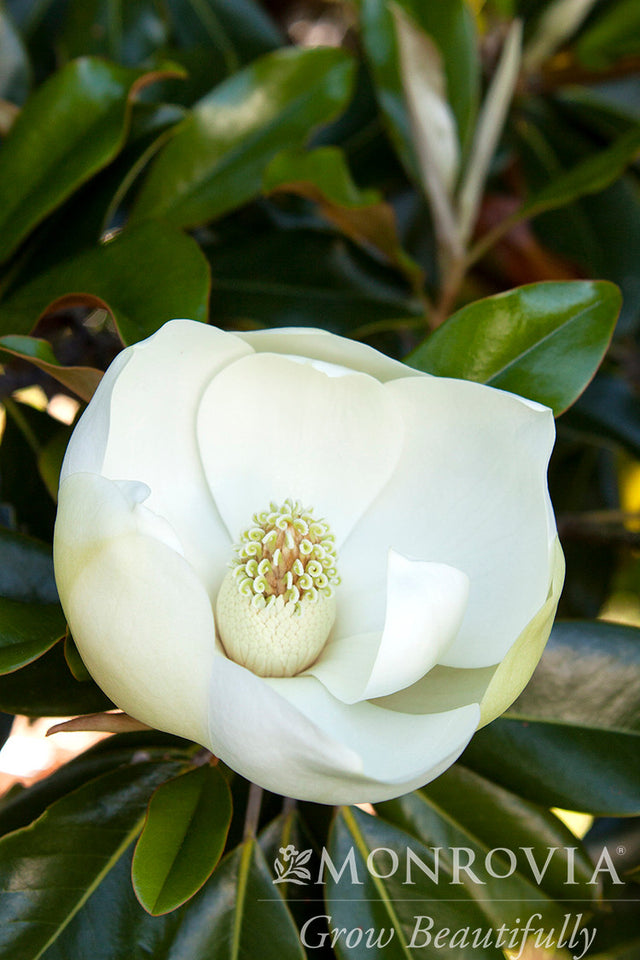 Little Gem Dwarf Southern Magnolia - Monrovia – Pike Nursery