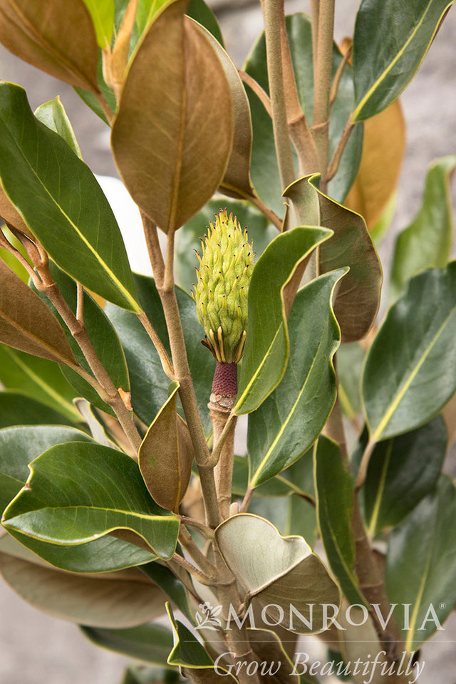 Little Gem Dwarf Southern Magnolia - Monrovia – Pike Nursery