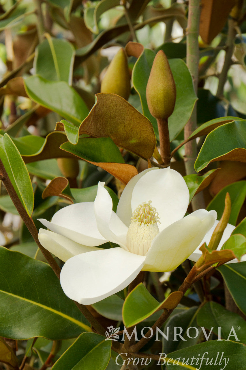 Bracken's Brown Beauty Magnolia - Monrovia – Pike Nursery