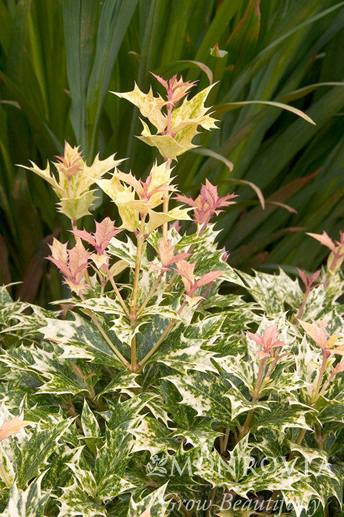 Goshiki Osmanthus - Monrovia – Pike Nursery