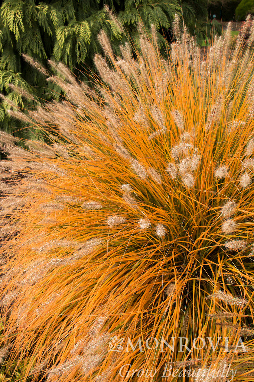 Dwarf Fountain Grass - Monrovia – Pike Nursery