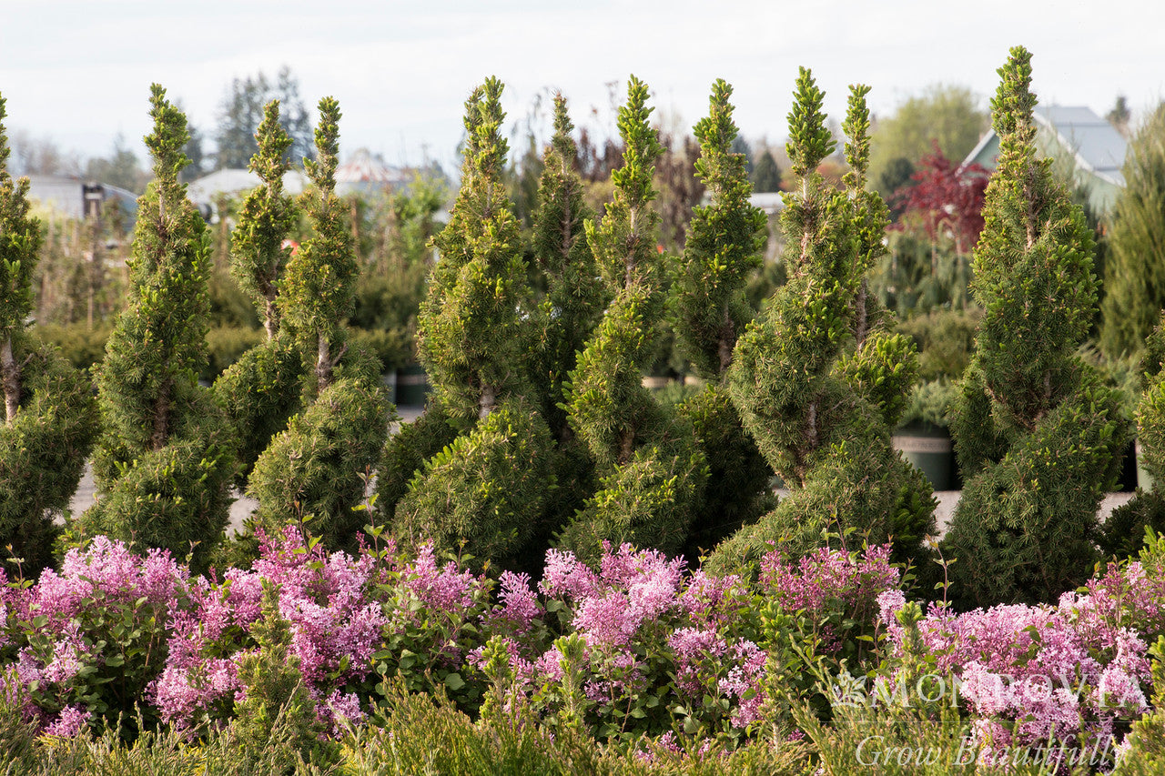 Dwarf Alberta Spruce - Monrovia – Pike Nursery