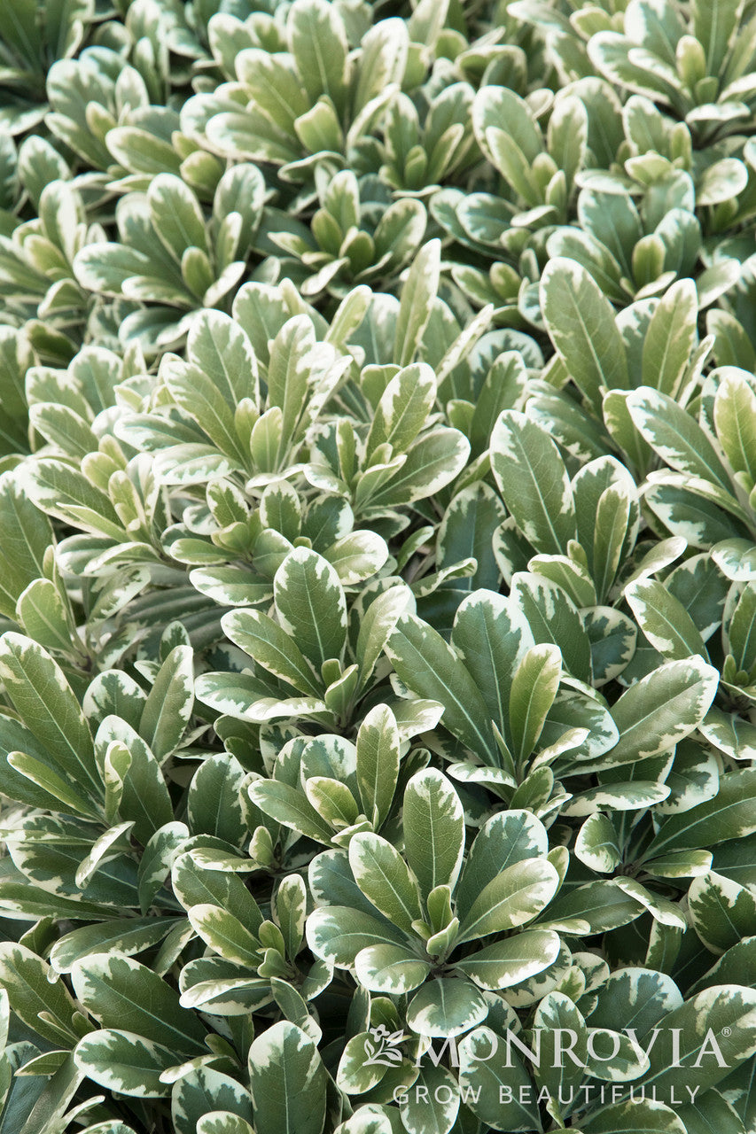 Cream De Mint Dwarf Pittosporum - Monrovia – Pike Nursery