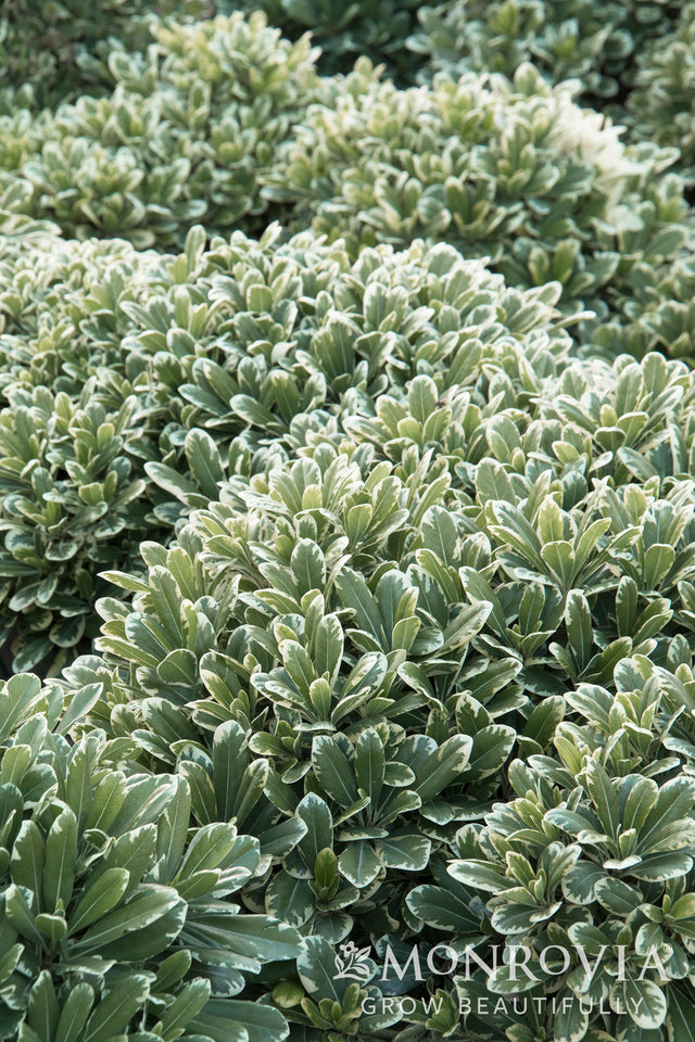 Cream De Mint Dwarf Pittosporum - Monrovia – Pike Nursery