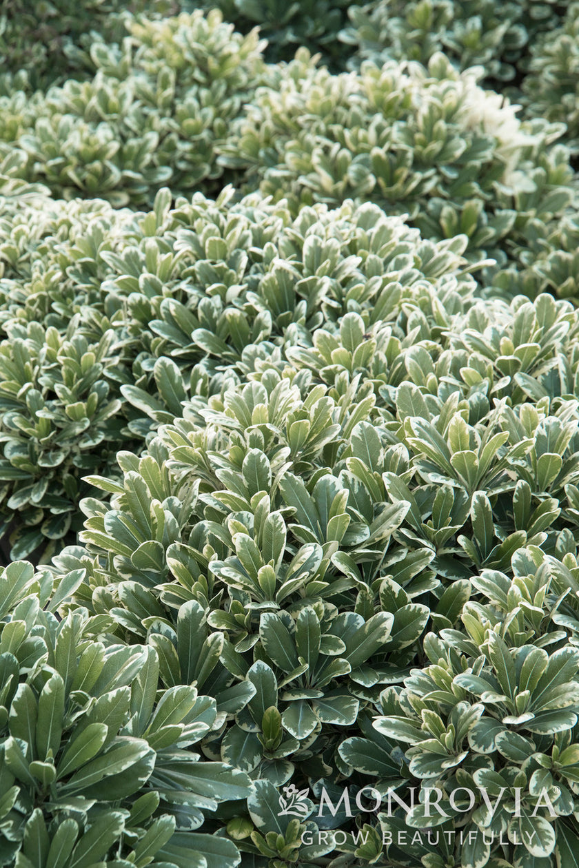 Cream De Mint Dwarf Pittosporum - Monrovia – Pike Nursery