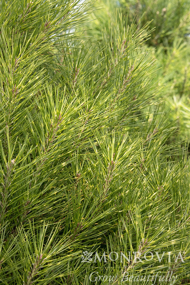 Golden Ghost Japanese Red Pine - Monrovia – Pike Nursery