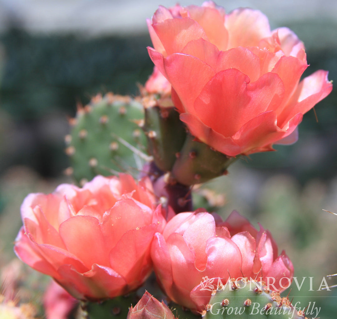 Baby Rita Prickly Pear - Monrovia – Pike Nursery