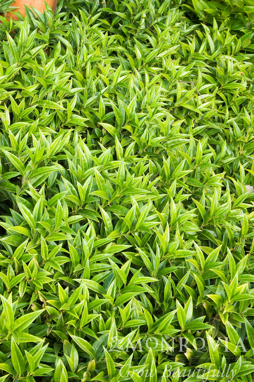 Himalayan Sweet Box - Monrovia – Pike Nursery