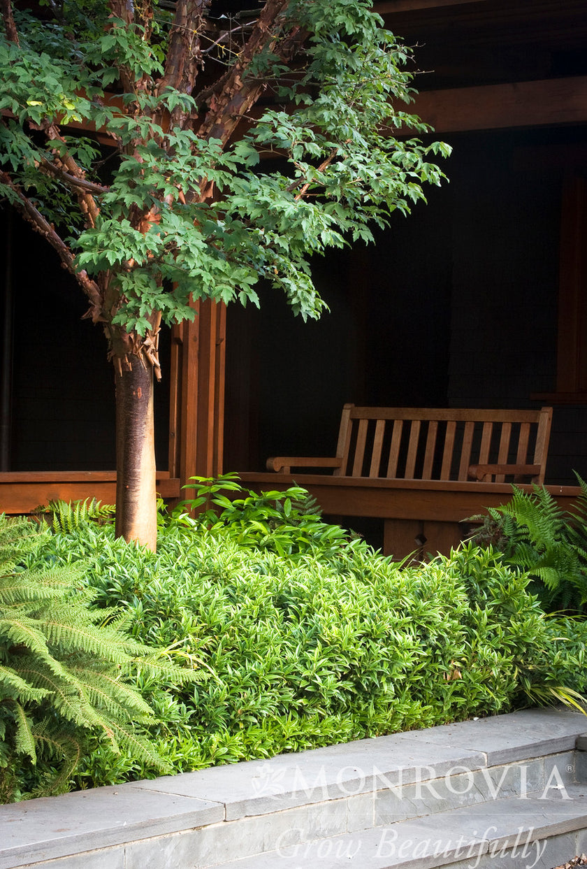 Himalayan Sweet Box - Monrovia – Pike Nursery
