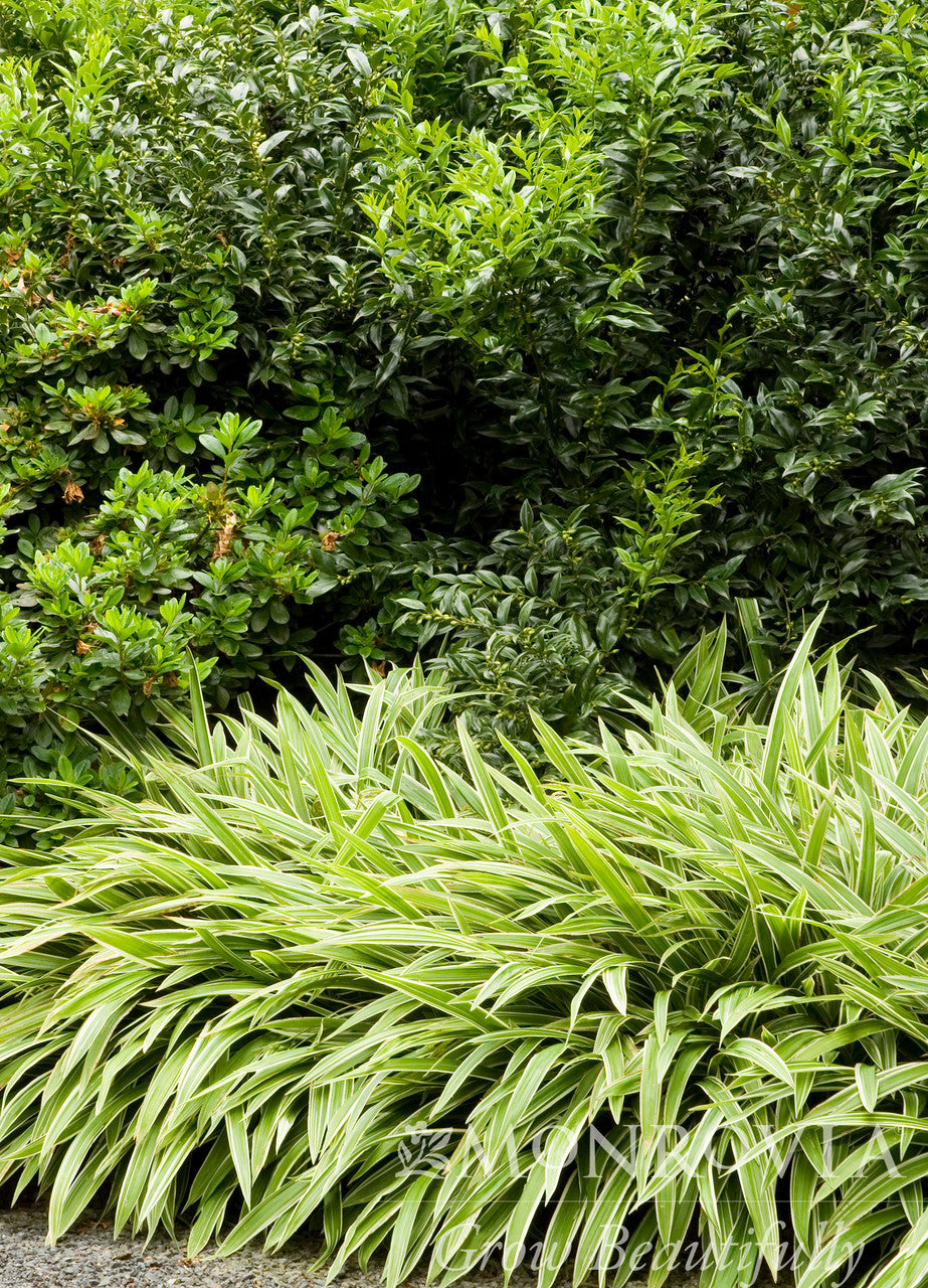 Fragrant Sweet Box - Monrovia – Pike Nursery