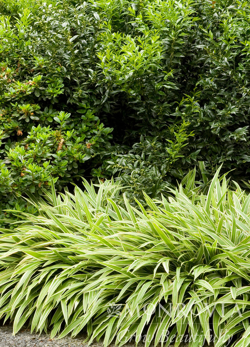 Fragrant Sweet Box - Monrovia – Pike Nursery