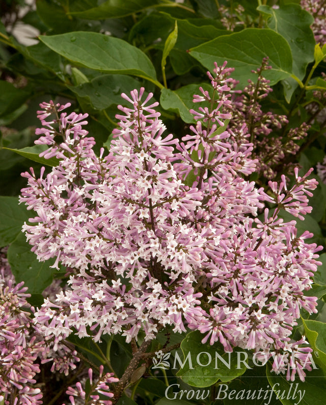 Miss Kim Korean Lilac - Monrovia – Pike Nursery