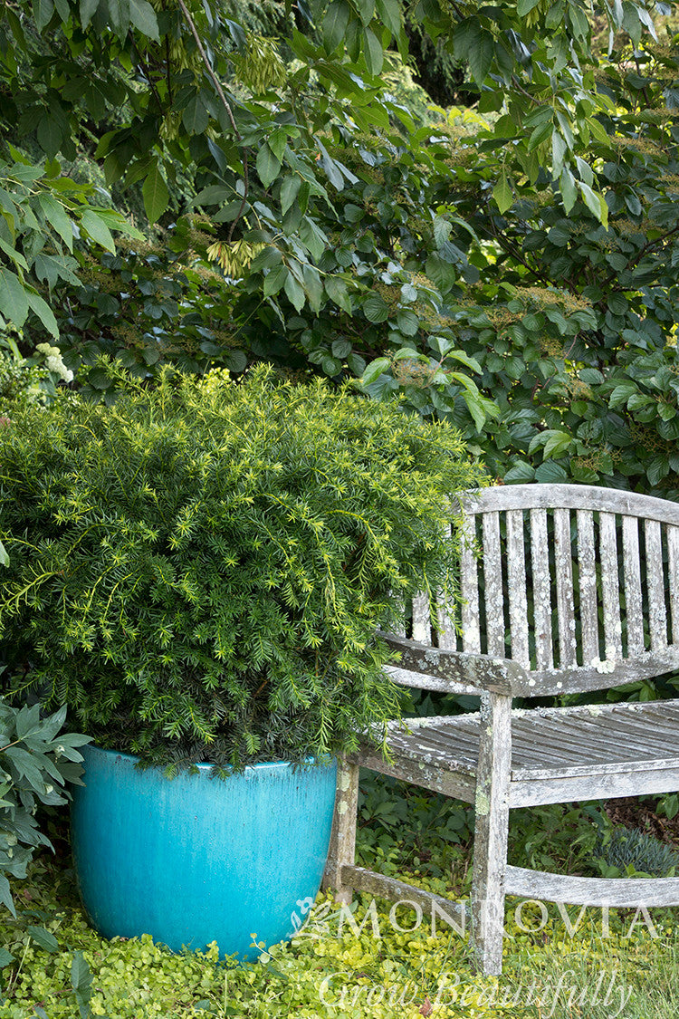 Dense Spreading Yew - Monrovia – Pike Nursery