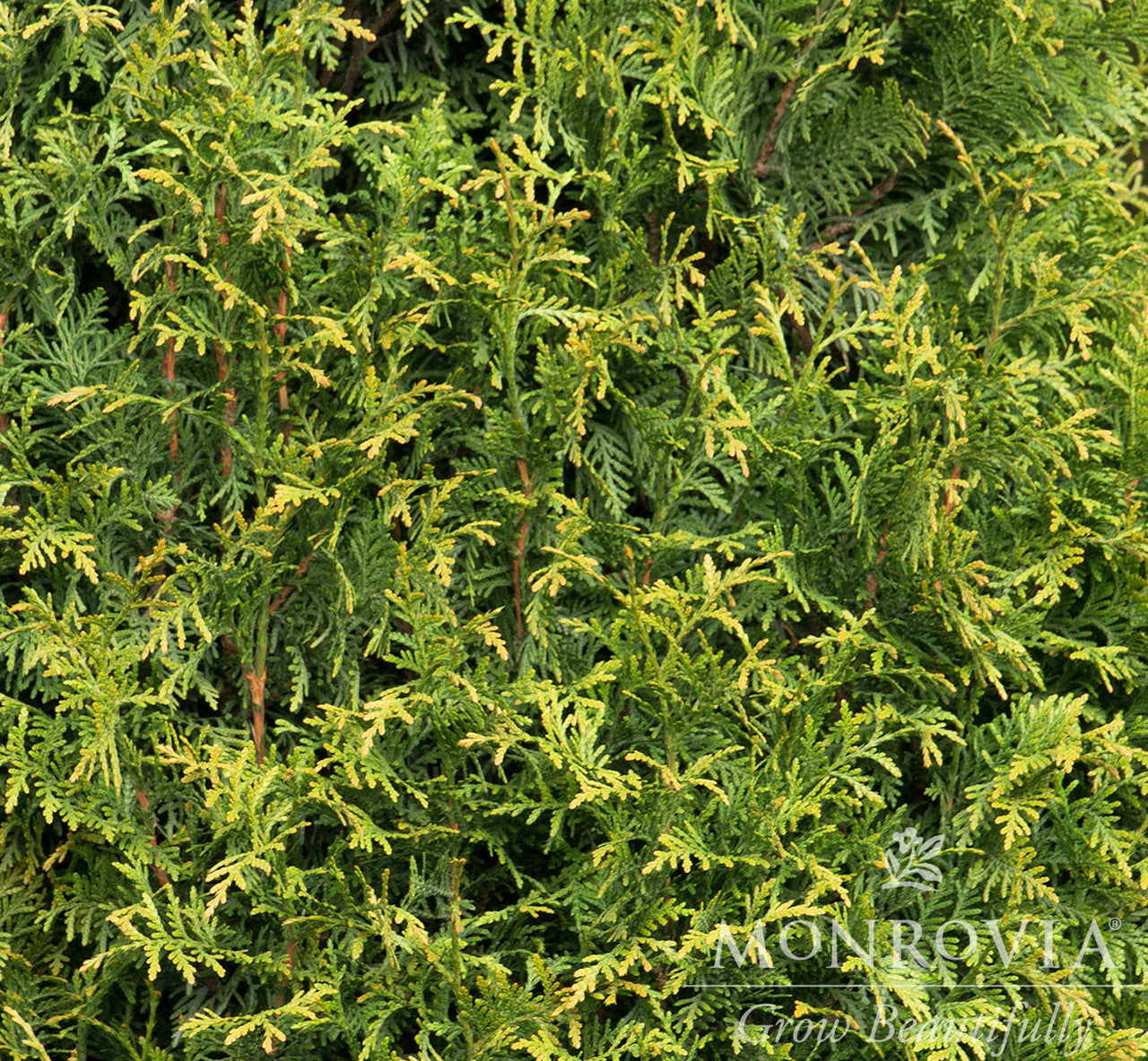 Tiny Tower® Arborvitae - Monrovia – Pike Nursery