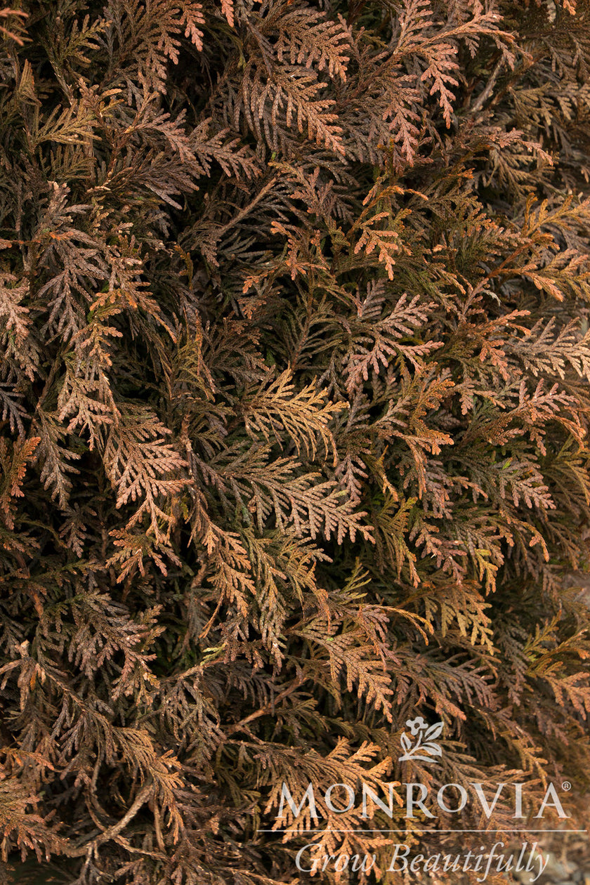 Tiny Tower® Arborvitae - Monrovia – Pike Nursery