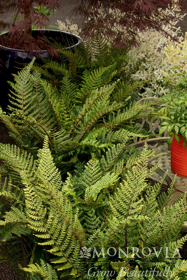Tassel Fern - Monrovia – Pike Nursery