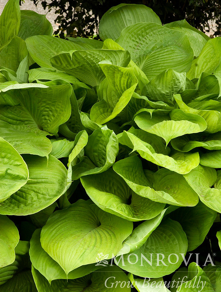 Sum And Substance Hosta - Monrovia – Pike Nursery