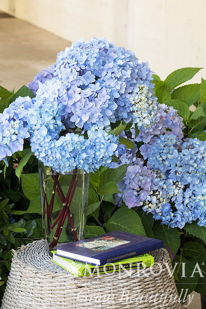 Blue Enchantress® Hydrangea - Monrovia – Pike Nursery