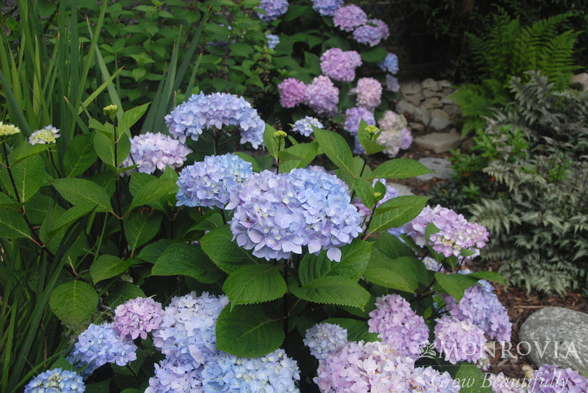 Blue Enchantress® Hydrangea - Monrovia – Pike Nursery