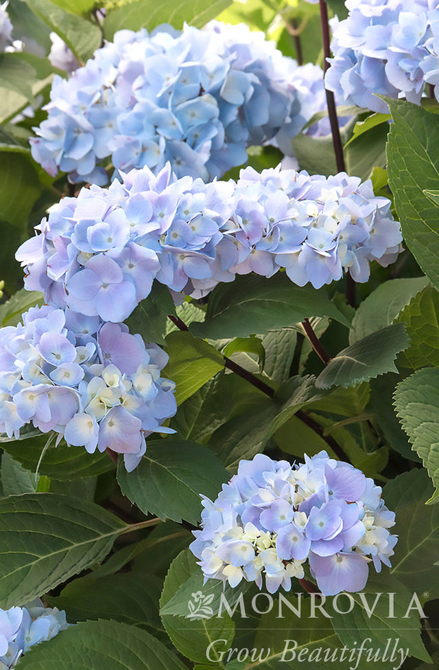 Blue Enchantress® Hydrangea - Monrovia – Pike Nursery