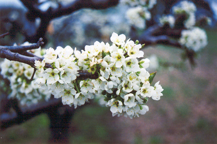 Burbank Plum – Pike Nursery